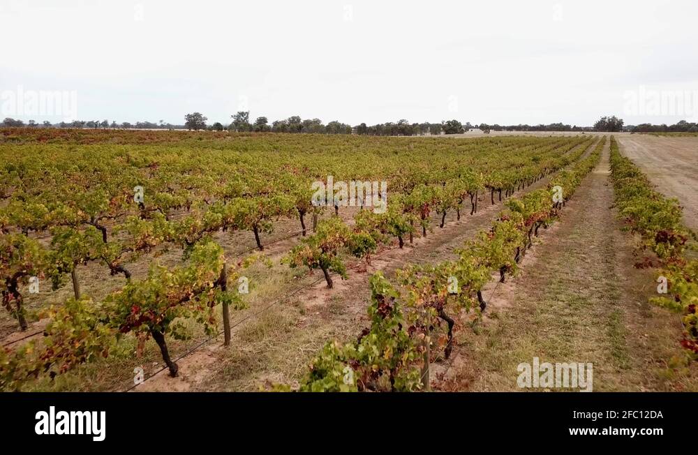 Grape victorian Stock Videos & Footage - HD and 4K Video Clips - Alamy