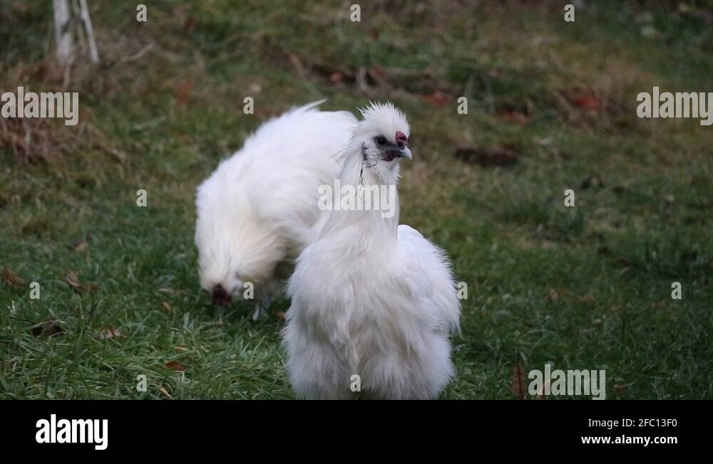 Silkie chickens Stock Videos & Footage - HD and 4K Video Clips - Alamy