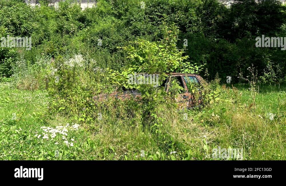 Car in plants Stock Videos & Footage - HD and 4K Video Clips - Alamy