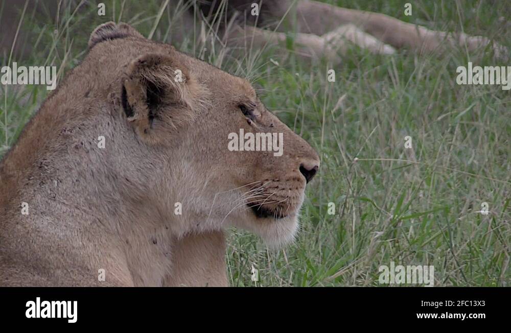 A side view lioness Stock Videos & Footage - HD and 4K Video Clips - Alamy