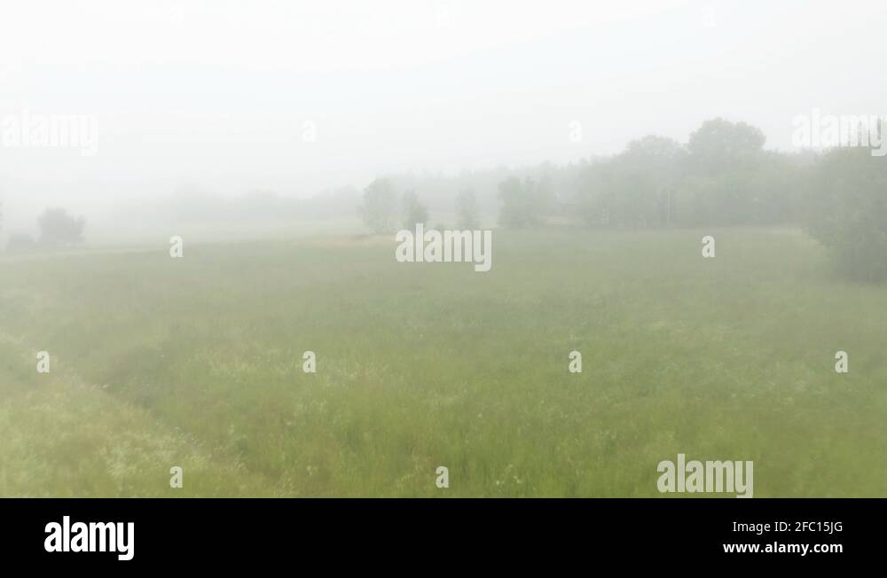 Atmospheric trees in mist Stock Videos & Footage - HD and 4K Video ...