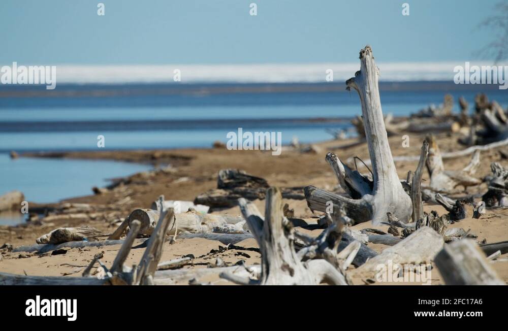 Drift wood on beach Stock Videos & Footage - HD and 4K Video Clips - Alamy