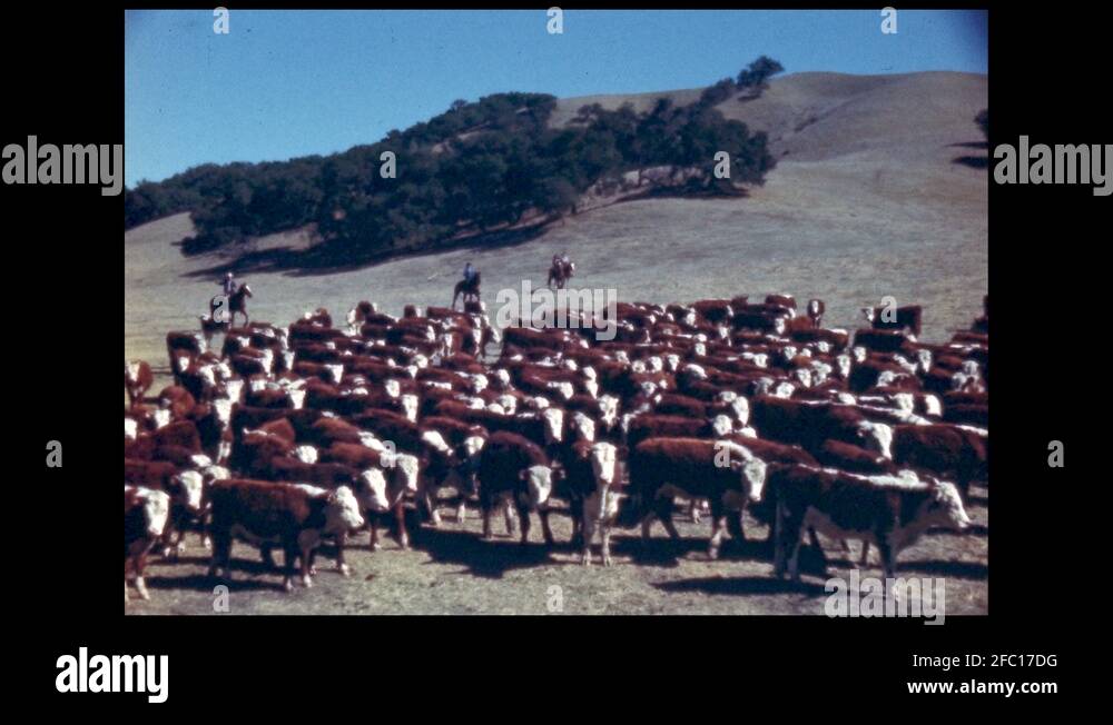 Standing cow cows Stock Videos & Footage - HD and 4K Video Clips - Alamy