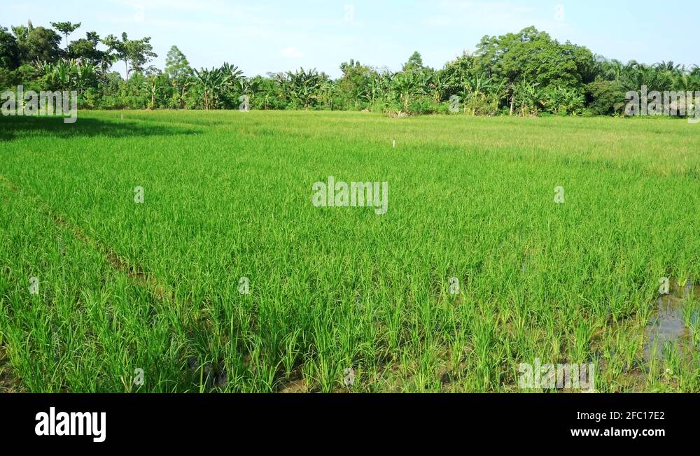 Deepwater rice Stock Videos & Footage - HD and 4K Video Clips - Alamy