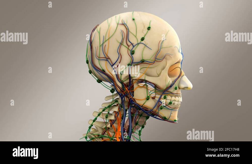 Lymphatic system of the head Stock Videos & Footage - HD and 4K Video ...