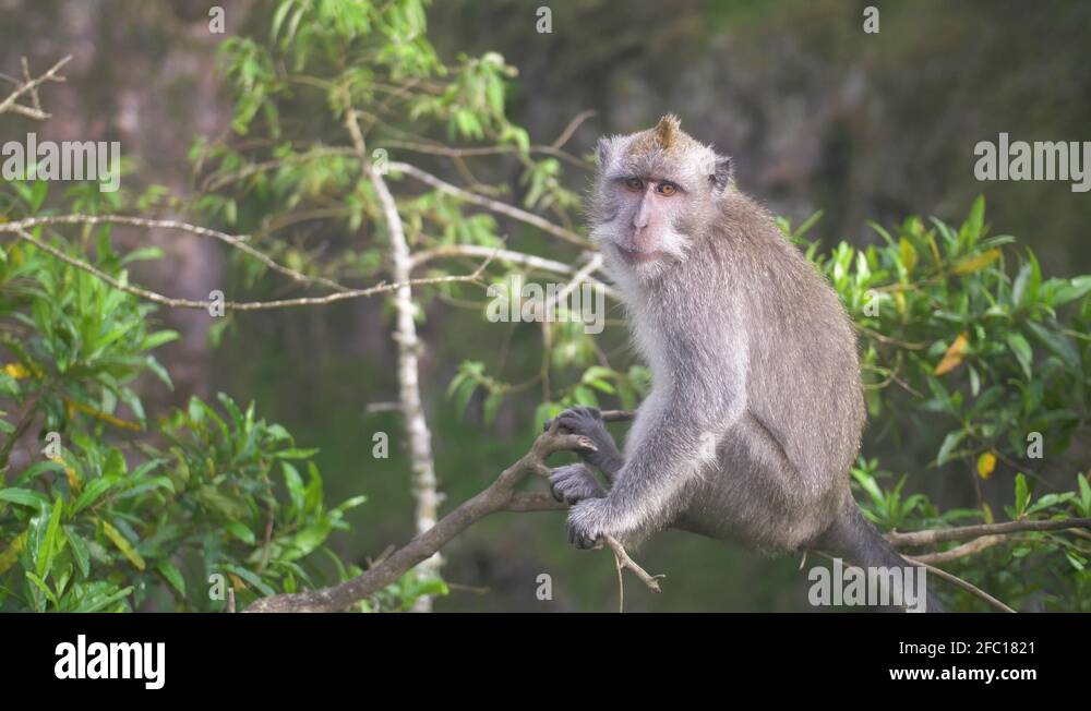 Bali macaque Stock Videos & Footage - HD and 4K Video Clips - Alamy