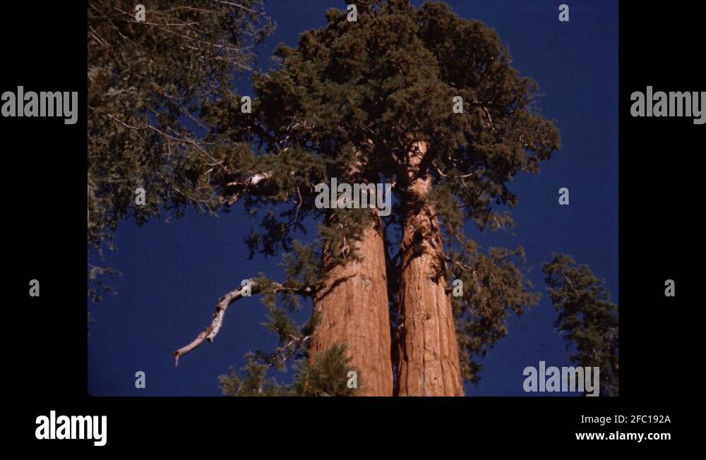 1950s: UNITED STATES: men chop down large tree. Lumbar jacks chop down ...