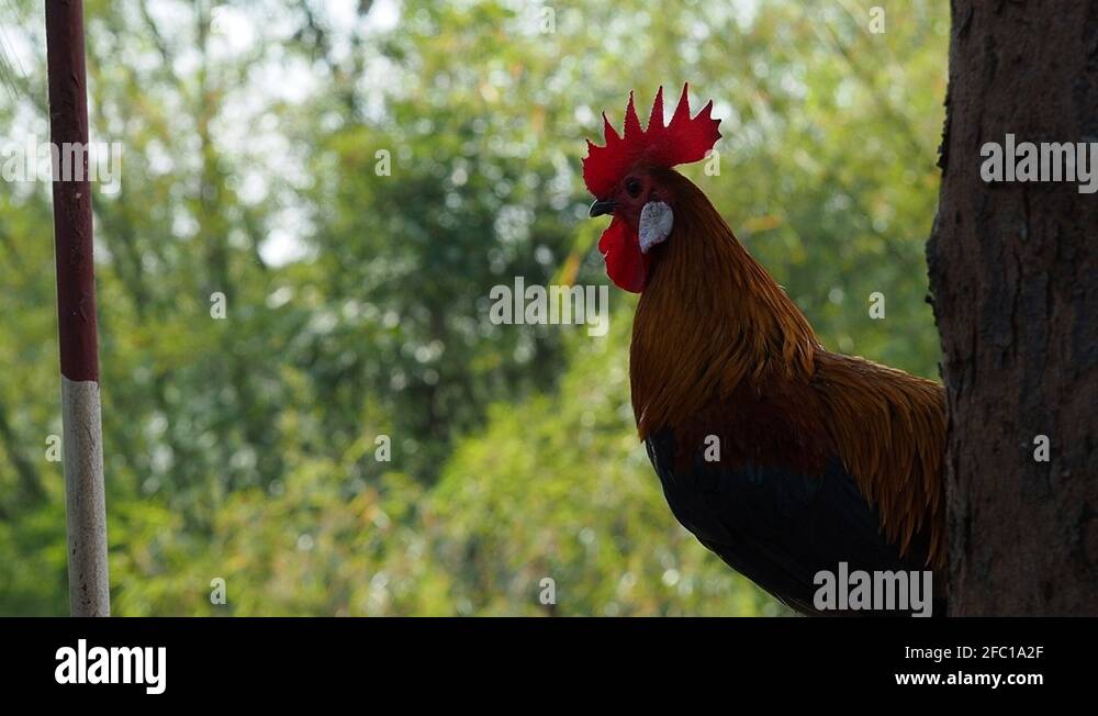 Jungle fowl rooster wild rooster Stock Videos & Footage - HD and 4K ...