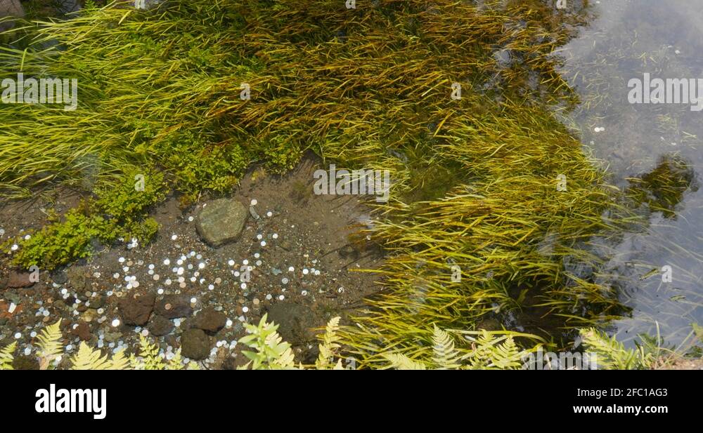 Algae growing plant Stock Videos & Footage - HD and 4K Video Clips - Alamy
