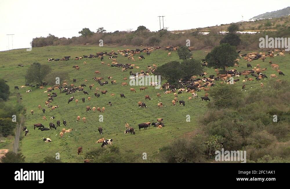 Green field full cattle Stock Videos & Footage - HD and 4K Video Clips ...