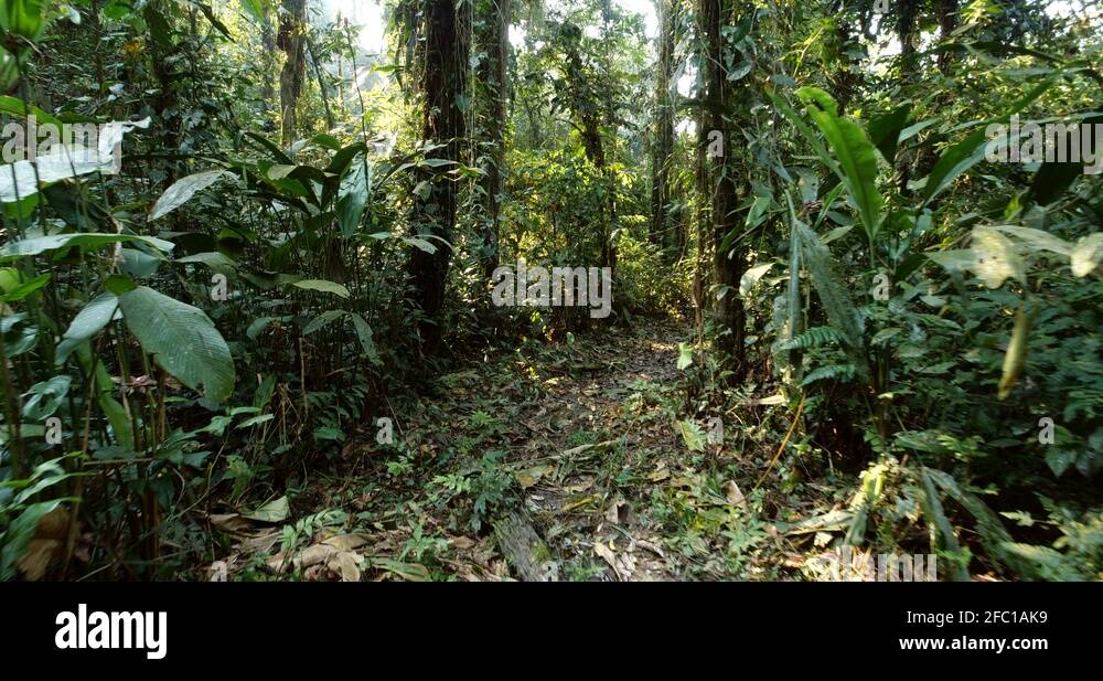 Rainforest trees and insects Stock Videos & Footage - HD and 4K Video ...