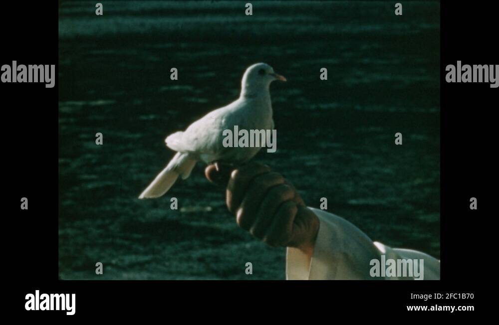 Baptism of jesus dove Stock Videos & Footage - HD and 4K Video Clips ...