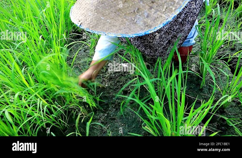 manual weeds control by farmer at paddy field Stock Video Footage - Alamy