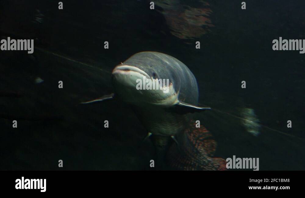 Australian fish lake Stock Videos & Footage - HD and 4K Video Clips - Alamy