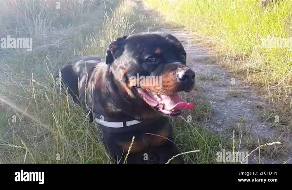 Rottweiler summer Stock Videos & Footage - HD and 4K Video Clips - Alamy