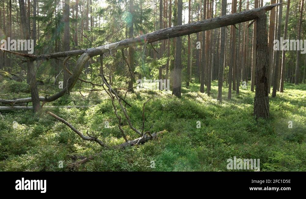 Ancient fallen tree Stock Videos & Footage - HD and 4K Video Clips - Alamy