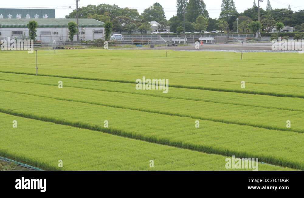 Japan agriculture rice Stock Videos & Footage - HD and 4K Video Clips ...