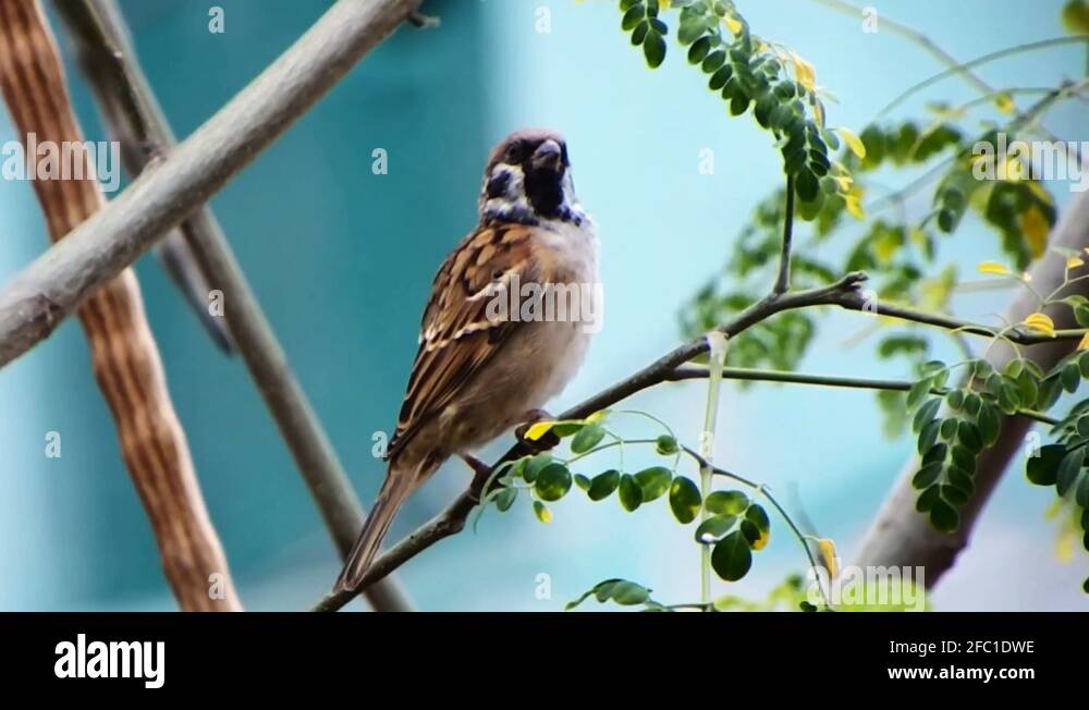 Typical tiny sparrow takes a break on a tree branch in Cebu ...