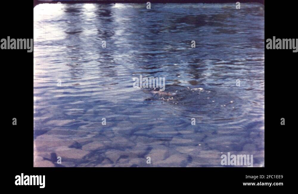 1960s: Fish caught on hook flaps about in water. Man poses with fish ...