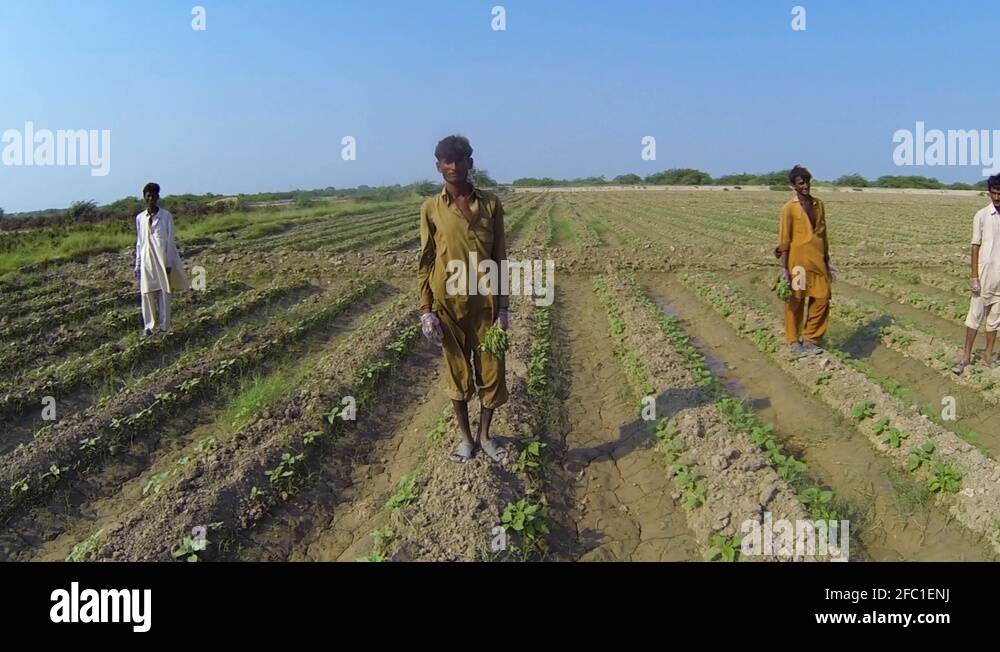 Farmers community india Stock Videos & Footage - HD and 4K Video Clips ...