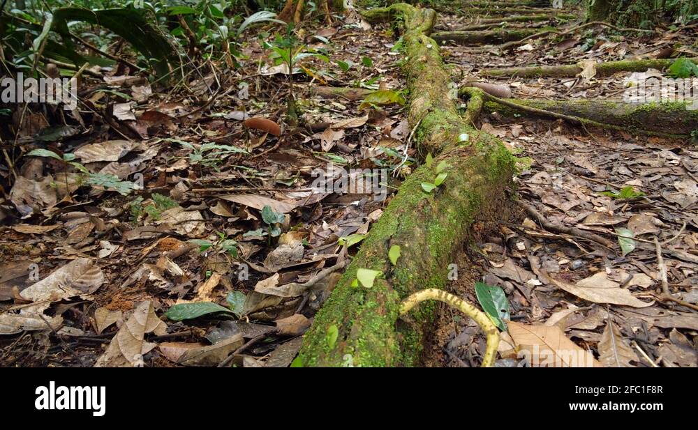 Leaf Cutter Ants (Atta sp.) walking along a tree root in the rainforest ...