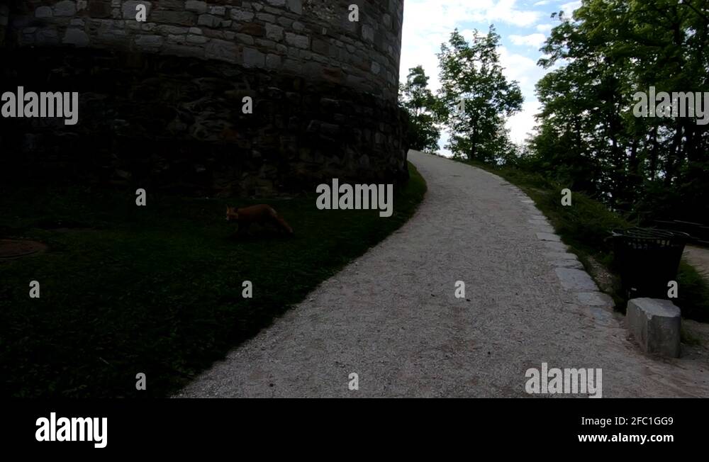 Fox and castle Stock Videos & Footage - HD and 4K Video Clips - Alamy