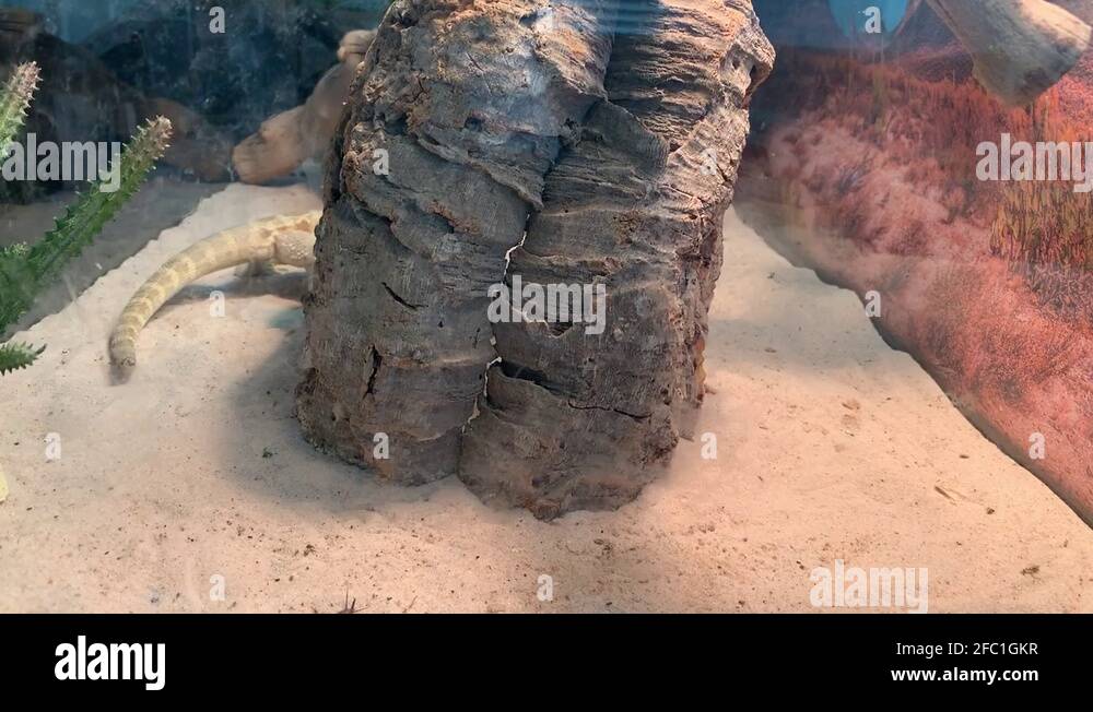 Chasing dragon Stock Videos & Footage - HD and 4K Video Clips - Alamy