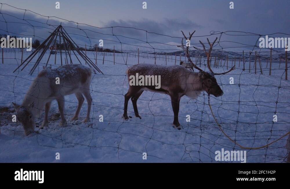 At a reindeer camp Stock Videos & Footage - HD and 4K Video Clips - Alamy