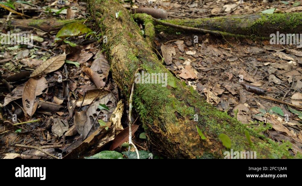 Leaf Cutter Ants (Atta sp.) walking along a tree root in the rainforest ...