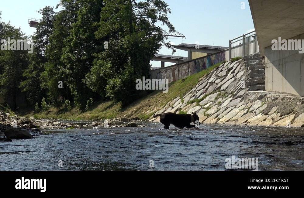 Dog under bridge Stock Videos & Footage - HD and 4K Video Clips - Alamy