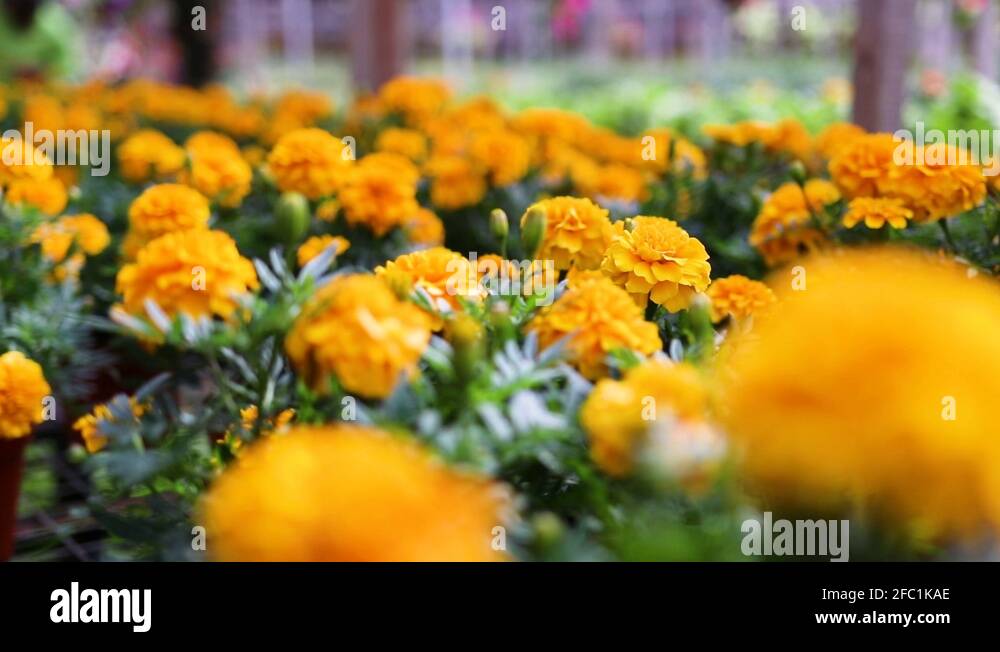 Sabah flower Stock Videos & Footage - HD and 4K Video Clips - Alamy