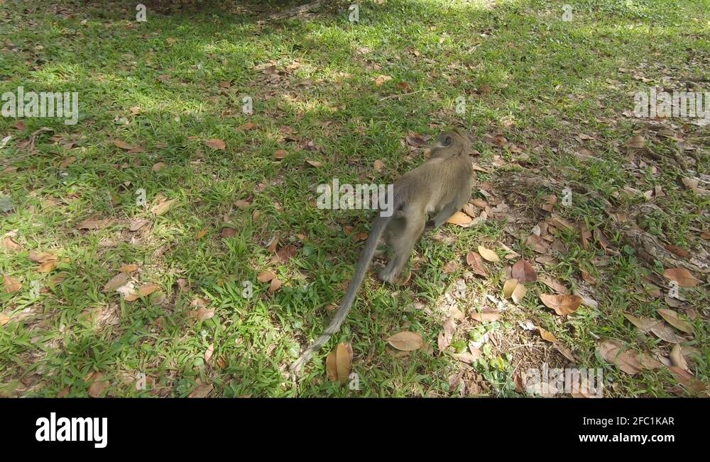 Acting animals Stock Videos & Footage - HD and 4K Video Clips - Alamy