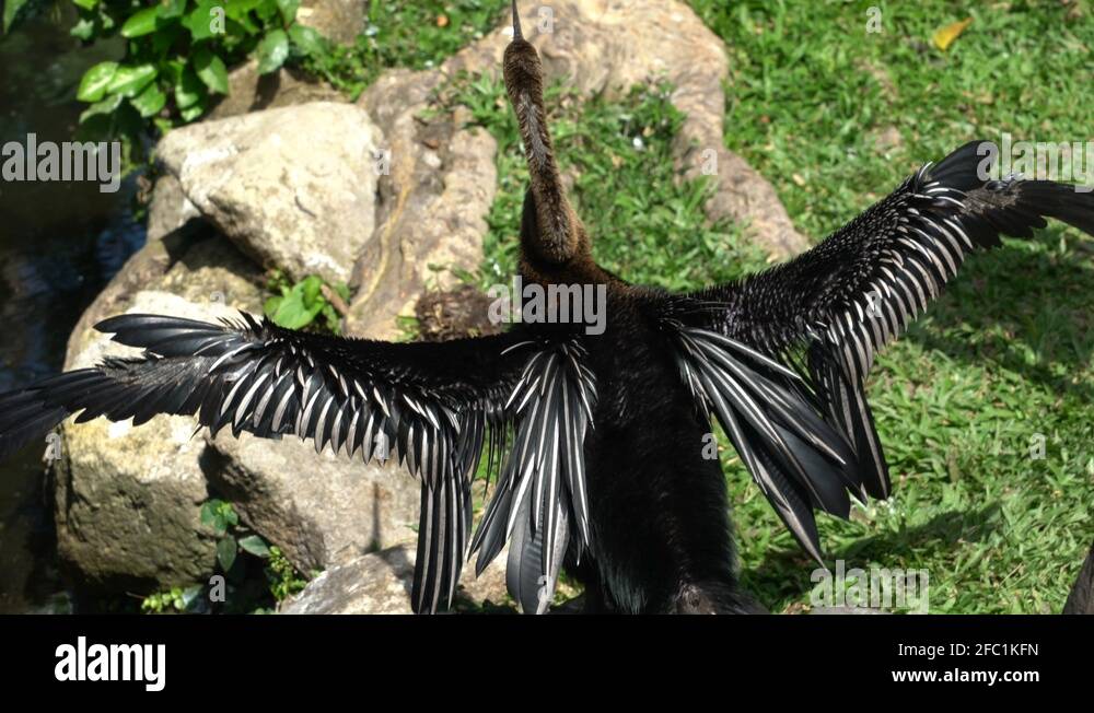 Rare color bird Stock Videos & Footage - HD and 4K Video Clips - Alamy
