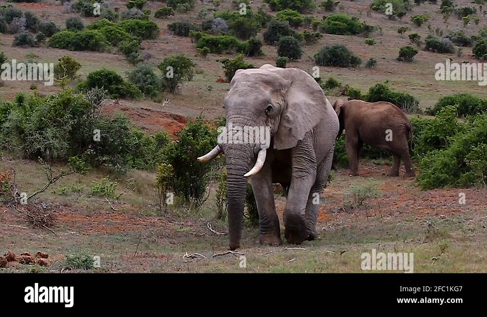 Elephant in the addo elephant national park Stock Videos & Footage - HD ...