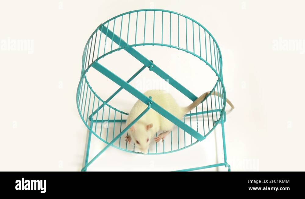 Lab rat running Stock Videos & Footage - HD and 4K Video Clips - Alamy