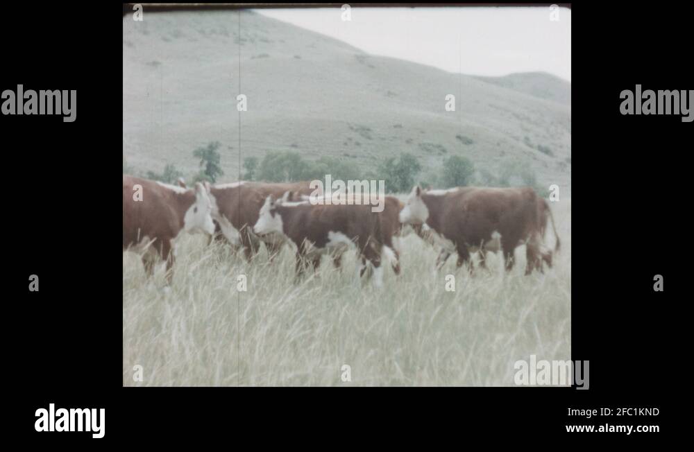 1960s: Cows run across field. Cows in field. Two men build fire. Calf ...