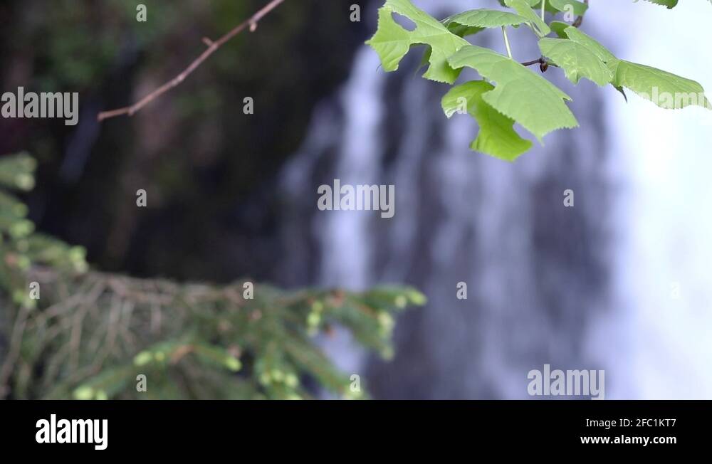 leaves and branches of a tree in front of waterfall Stock Video Footage ...