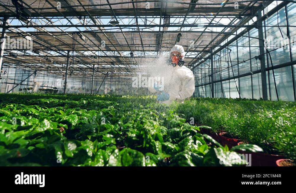Greenhouse washing Stock Videos & Footage - HD and 4K Video Clips - Alamy