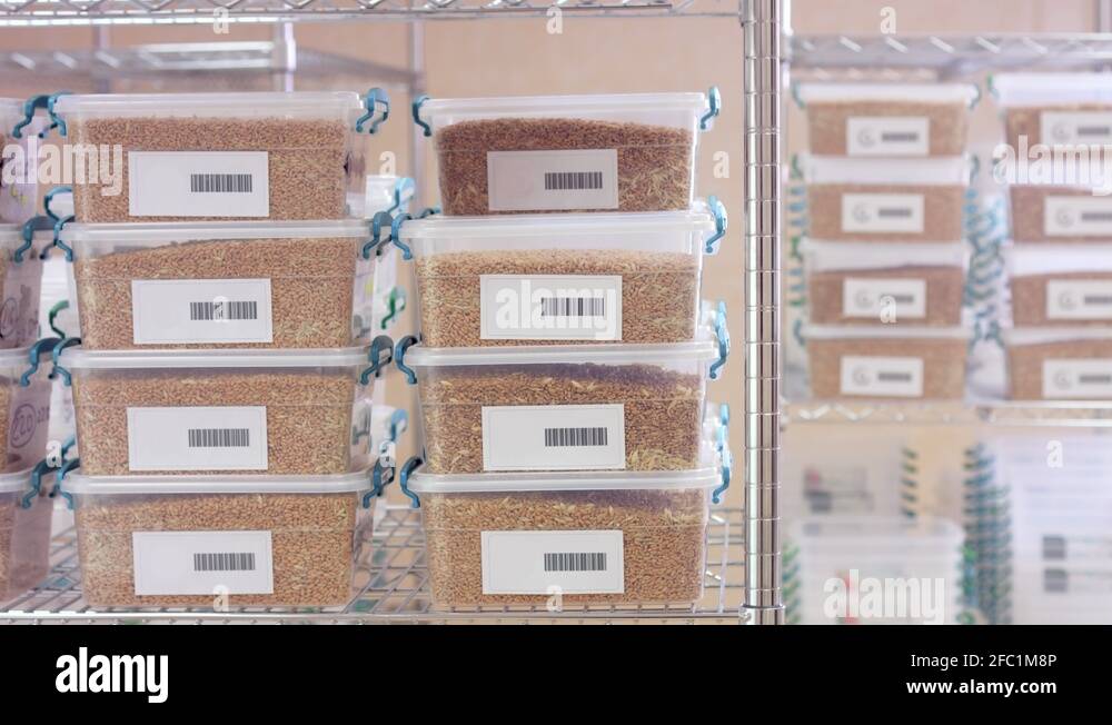 Shelving plate rack Stock Videos & Footage - HD and 4K Video Clips - Alamy