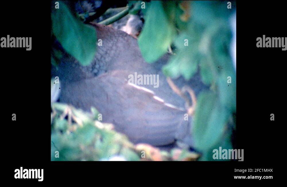 Bird clutch Stock Videos & Footage - HD and 4K Video Clips - Alamy