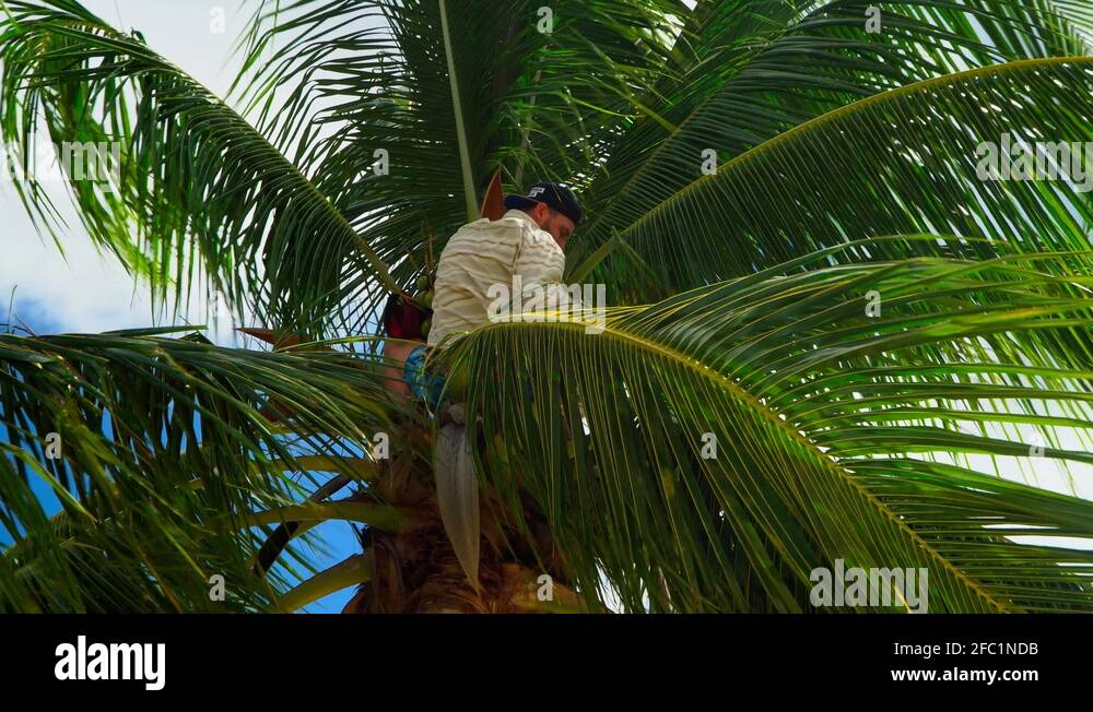 Barbados coconut tree Stock Videos & Footage - HD and 4K Video Clips ...