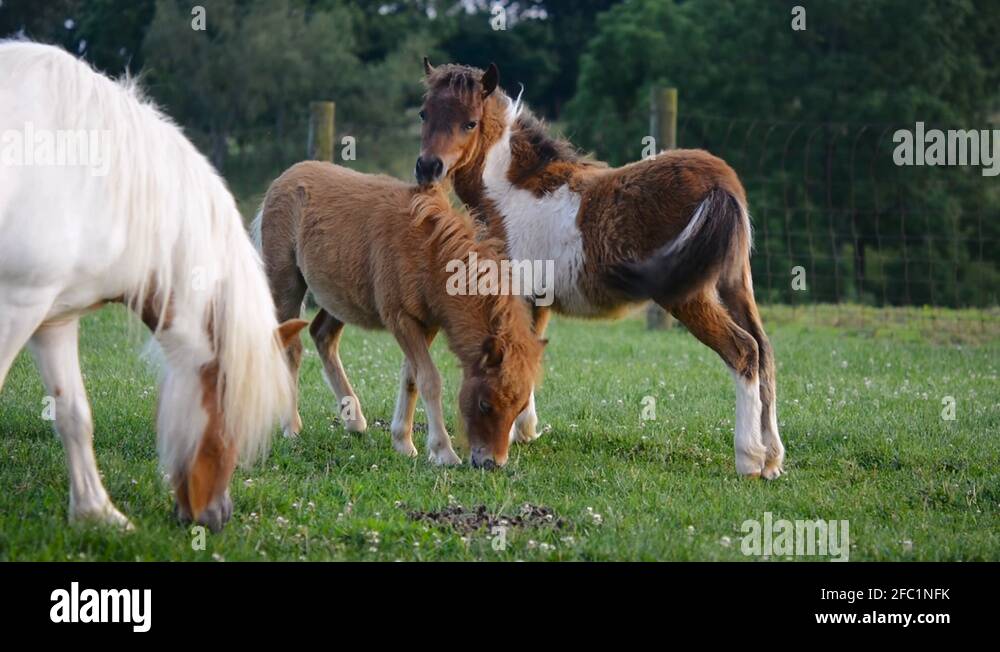 Falabella pony Stock Videos & Footage - HD and 4K Video Clips - Alamy