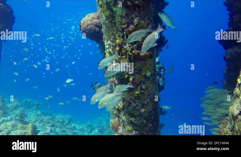 Underwater pier Stock Videos & Footage - HD and 4K Video Clips - Alamy