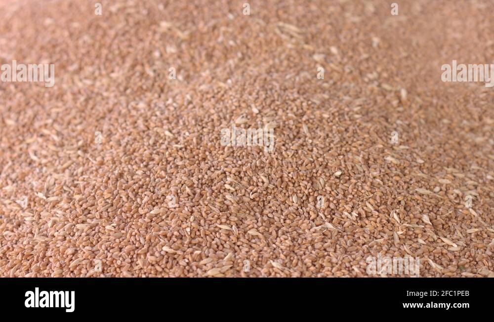 Grain sampling probe Stock Videos & Footage - HD and 4K Video Clips - Alamy