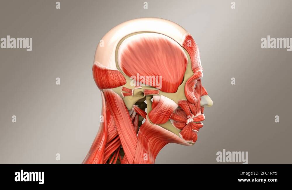 Muscles of the skull Stock Videos & Footage - HD and 4K Video Clips - Alamy