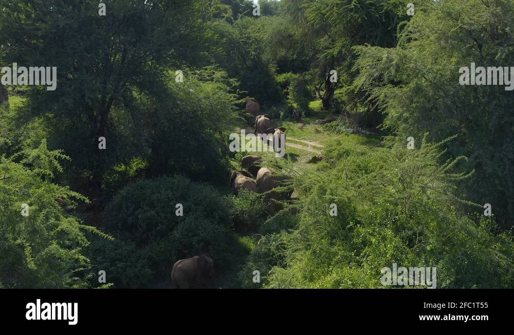 Elephants hidden in the trees cross Kenya Reserve Aerial 4k Stock Video ...