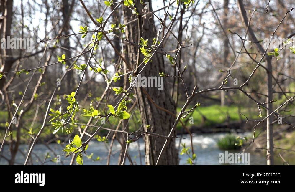 Budding tree leaves Stock Videos & Footage - HD and 4K Video Clips - Alamy