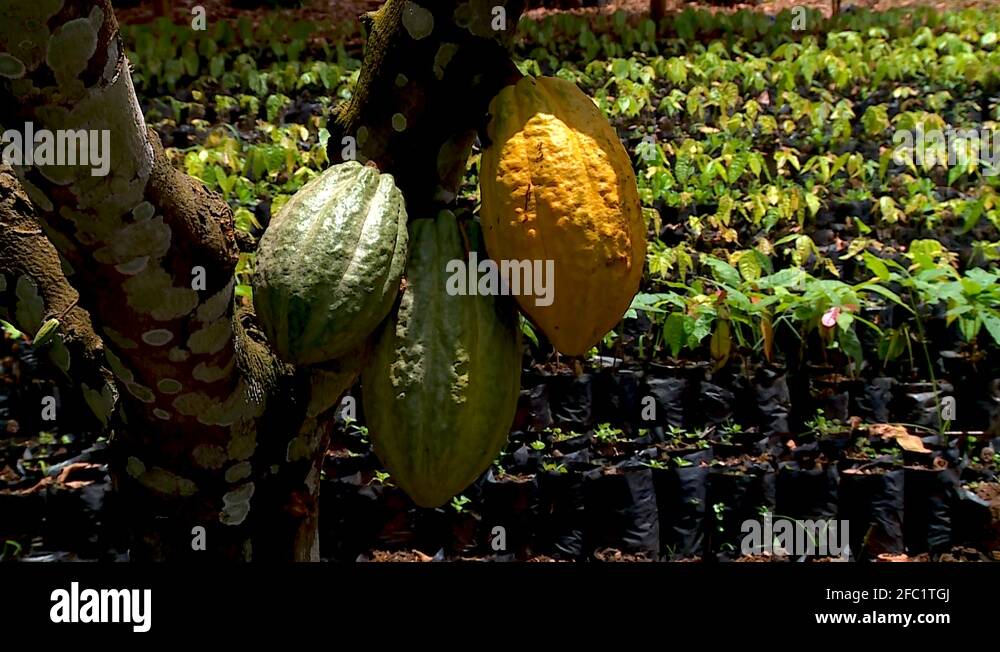 Cocoa tree africa Stock Videos & Footage - HD and 4K Video Clips - Alamy