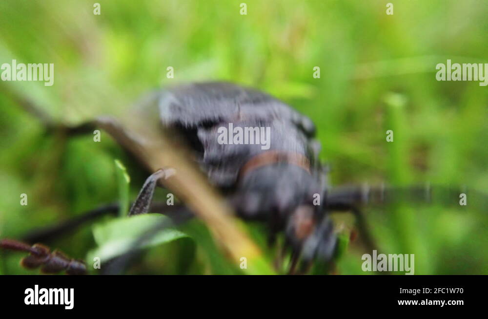 Woodcutter beetle Stock Videos & Footage - HD and 4K Video Clips - Alamy