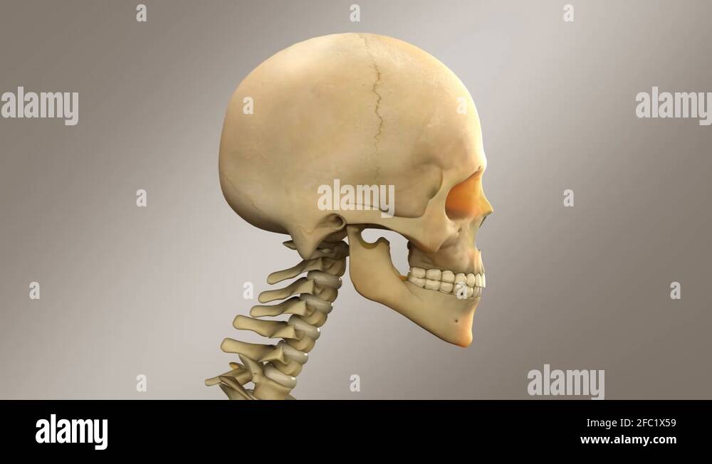 Human Skull, Male Head With Nerves, Veins And Lymphatic System (Fade In ...